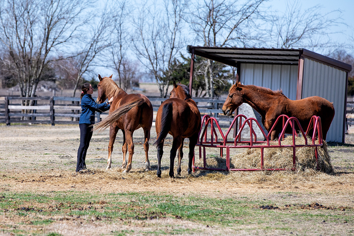 11 Questions Every Horse Owner Should Ask Before Boarding Their Horse ...